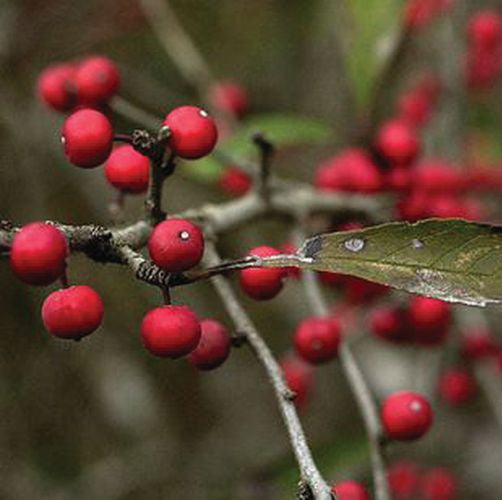 Deciduous Holly / Ilex decidua – Forrest Keeling Nursery