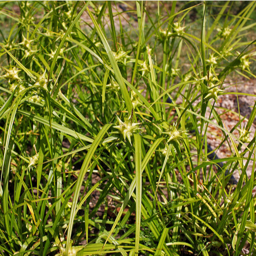 Gray's Sedge / Carex grayi – Forrest Keeling Nursery